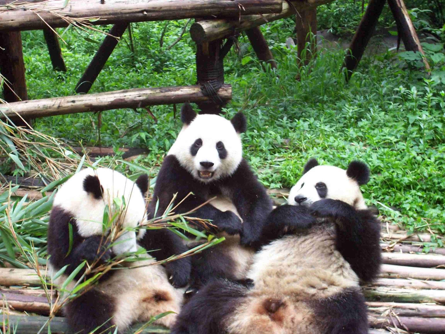 Chengdu Panda Base and Jinsha Museum 1 Day Tour | WindhorseTour