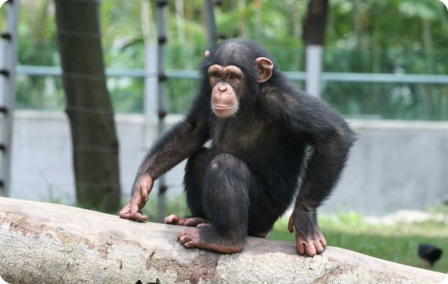 Guangzhou Zoo in Guangdong - Tourist Information | WindhorseTour