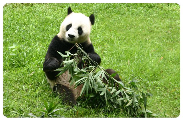 Guangzhou Zoo in Guangdong - Tourist Information | WindhorseTour