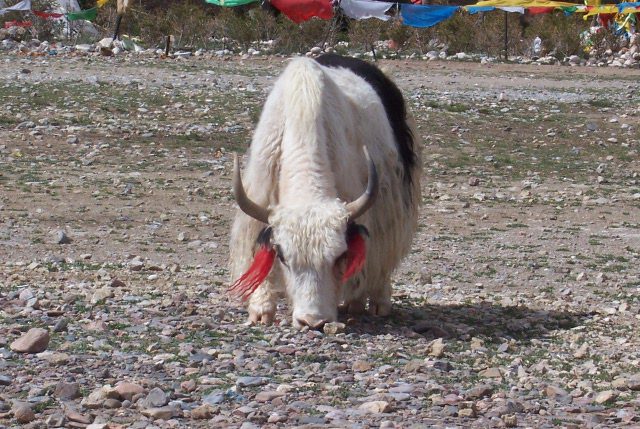 Namtso - WindhorseTour