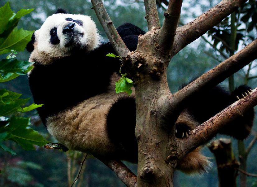 Take A Panda Tour - Bifengxia Panda Center | WindhorseTour