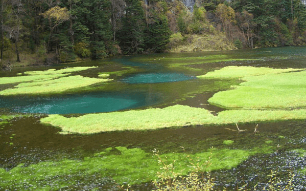 Jiuzhaigou Travel Guide - Rize Valley | WindhorseTour