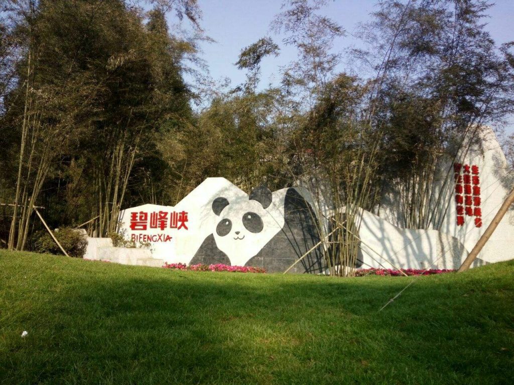 Where to See Pandas in China, Top 5 Places to See Giant Pandas ...